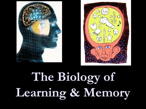 The Types Of Learning And Memory - Learning Success